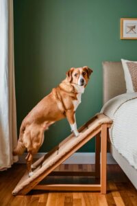 25 DIY Dog Ramp Ideas [Easy To Make] – craftydiyers.com